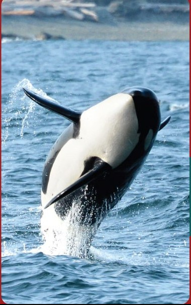 Rise for Orca and Climate Justice – Saturday, Sept. 8 – Port Angeles ...