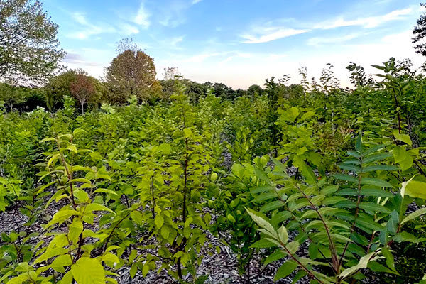 Mini-Forest Revolution – Olympic Climate Action