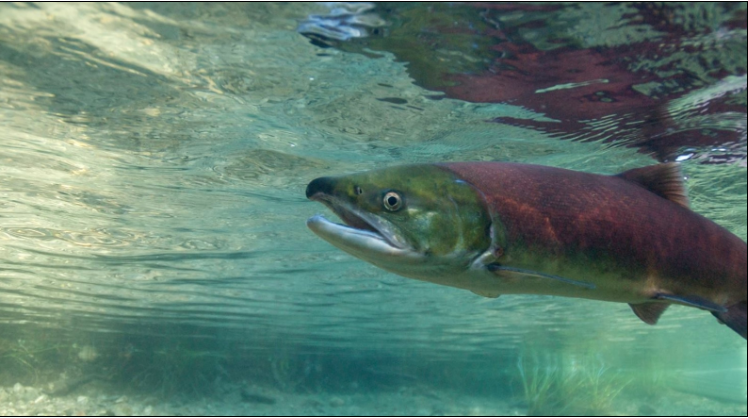 Clallam County PUD endorses Snake River dam removal – Olympic Climate ...