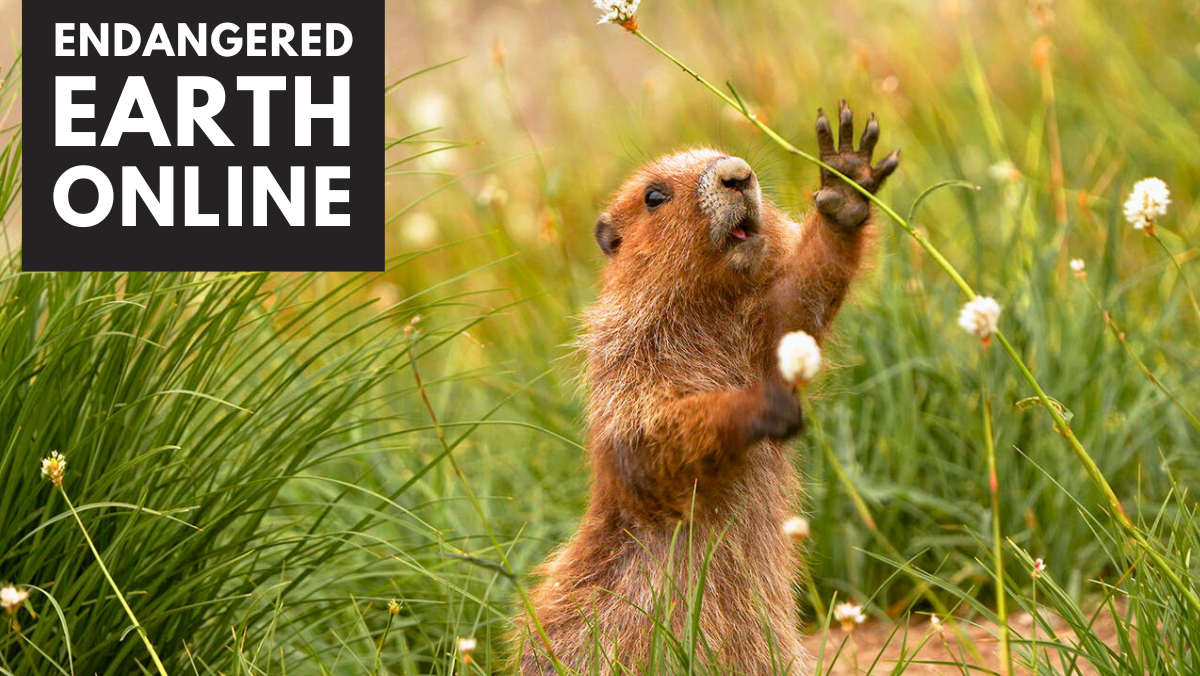 Making change for marmots – Olympic Climate Action
